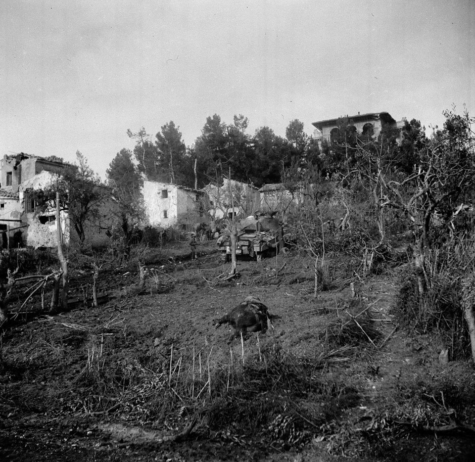 British Sherman tank amongst olive trees in Mozzagrogna, Italy, 1943 ...