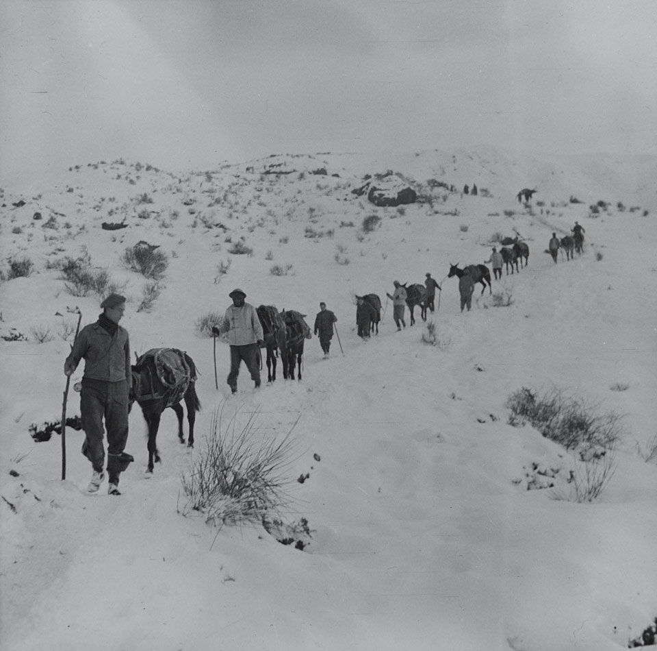 A mule train carrying supplies to forward infantry positions in the ...