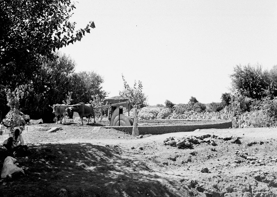 'Primitive irrigation - Water wheels', Egypt, 1942 (c) | Online ...