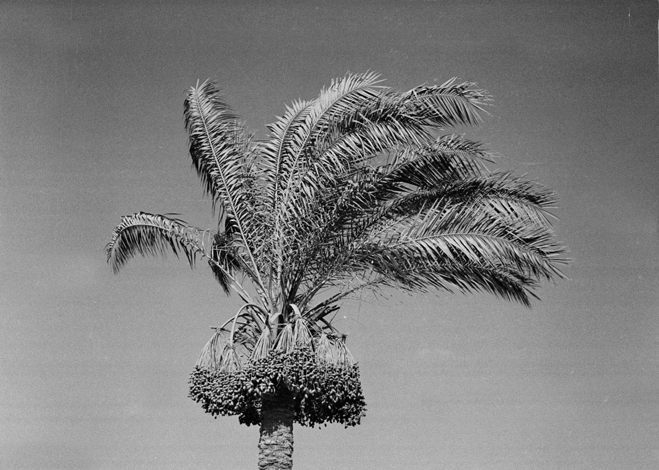 Date palm, Sidi Bishr Camp, Egypt, 1942 | Online Collection | National ...