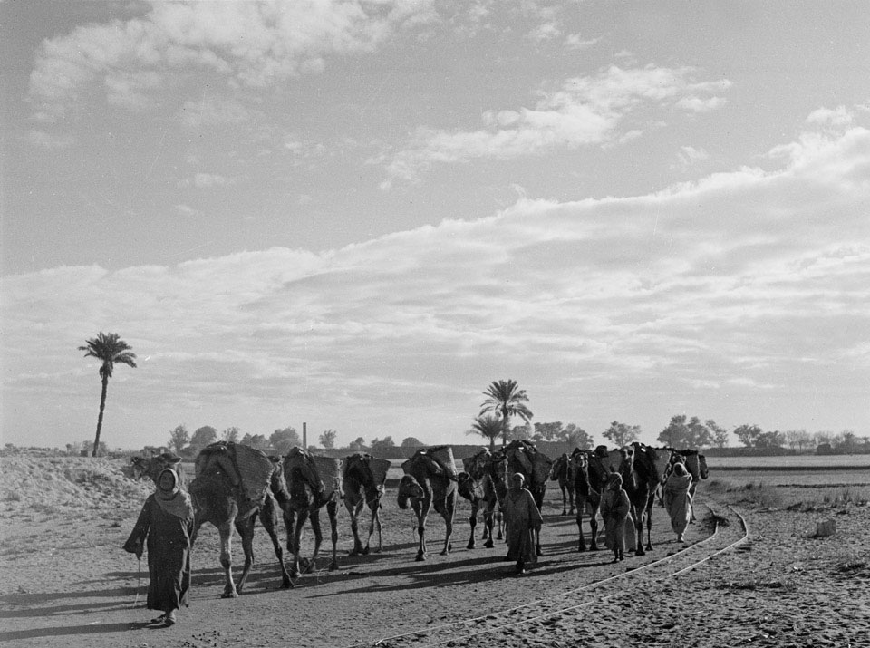 Camel train carrying mud near Khatatba station, 1942 | Online ...