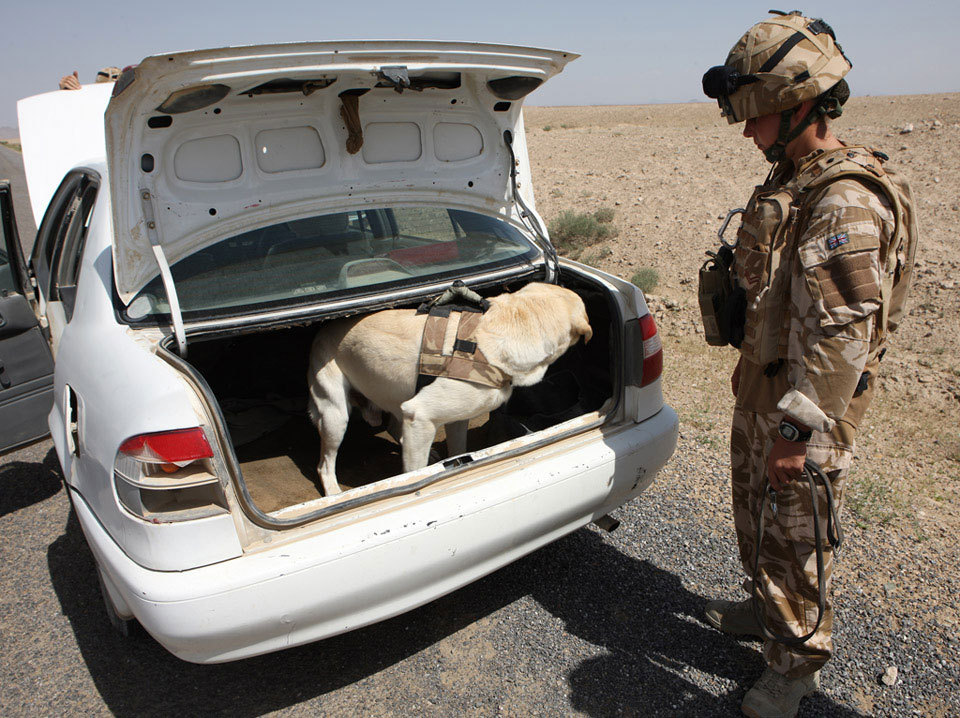 Military Working Dog searching a vehicle, Helmand Province, Afghanistan ...