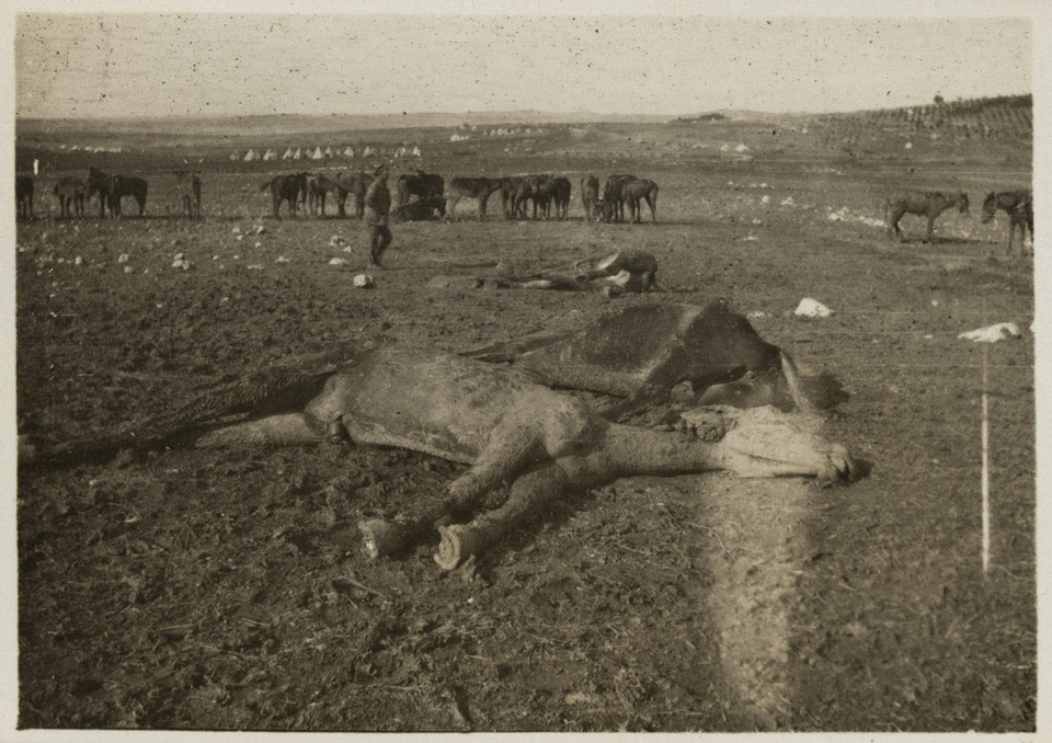 Dead horses in Palestine, 27 December 1917 | Online Collection ...