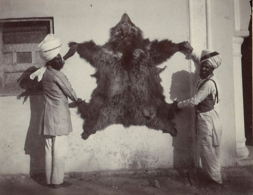 'Skin of Red Bear shot at [...]. Chamba. 13th Sept 1907' | Online ...