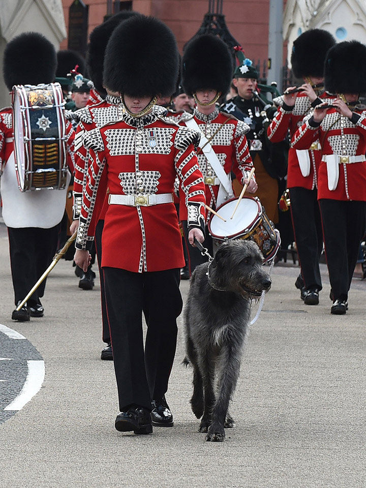'Domhnall', the Irish Wolfhound, mascot of the Irish Guards, 2016 ...