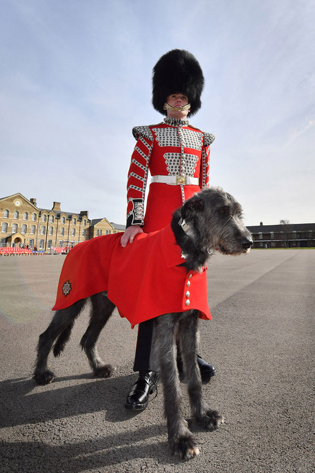 'Domhnall', the Irish Wolfhound mascot of the Irish Guards, 2017 ...
